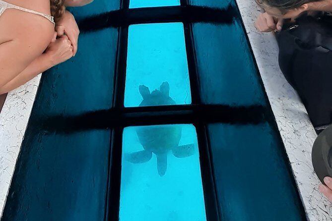 Best Way to Interact with Ocean Wildlife with Lunch. 6H - FAQs