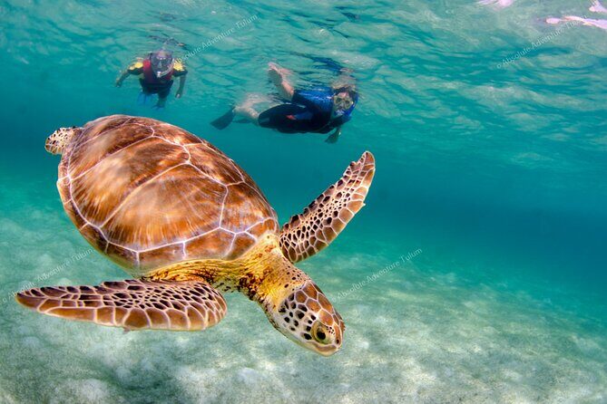 Bestseller! Tulum Private Tour with Turtles and Cenote Snorkeling - FAQs