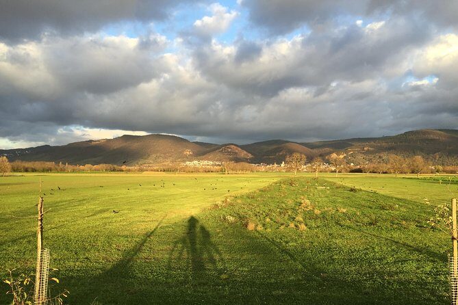 Bicycle Tour from Heidelberg to quaint Ladenburg. - Practical Tips for Participants