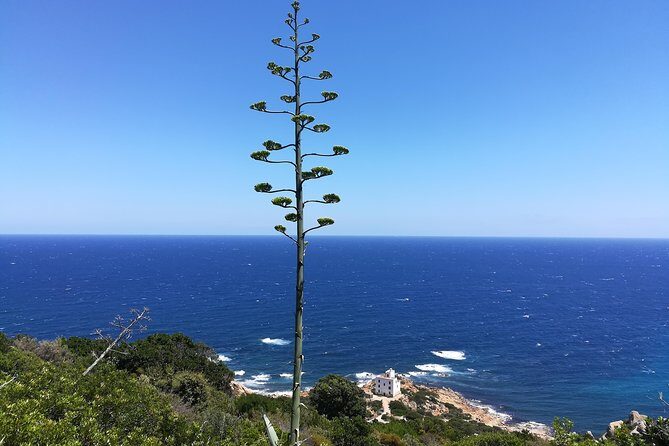 Biderosa and Capo Comino Beach Tour - Key Points