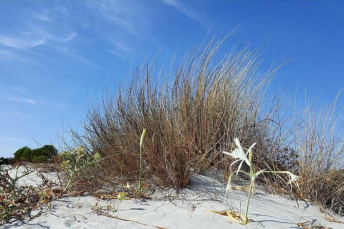 Biderosa and Capo Comino Beach Tour - Price & Value