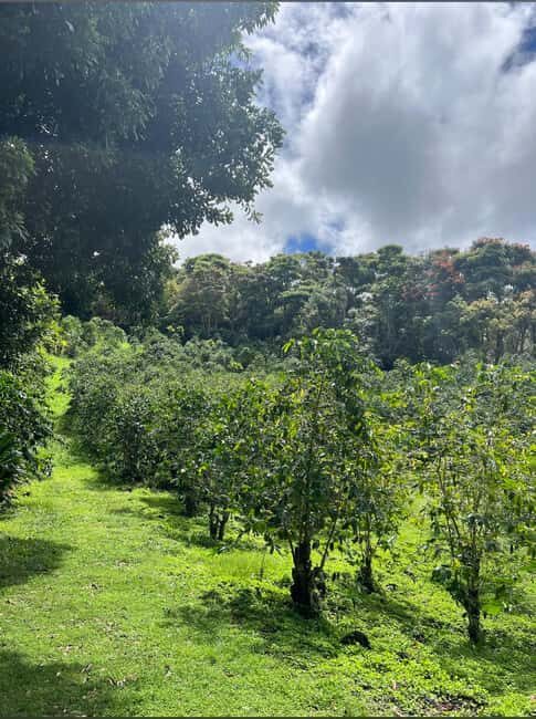 Big Island: Hilo to Kona Day Tour with Tastings - Discover the Big Island on a Guided Hilo to Kona Day Tour