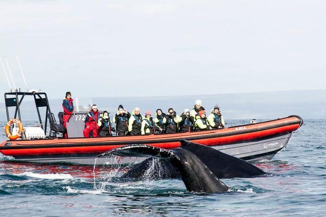 Big Whales & Puffins RIB boat tour from Húsavík - The Experience in Detail: What You Can Expect