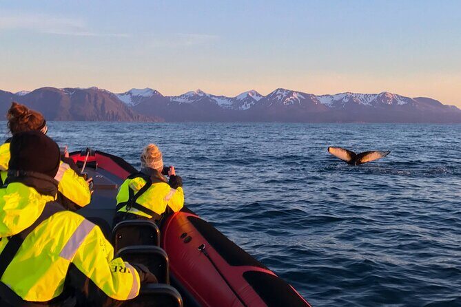 Big Whales & Puffins RIB boat tour from Húsavík - Final Thoughts