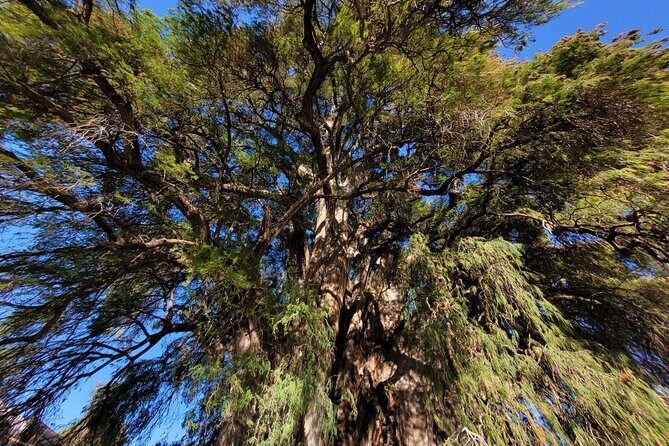 Bike Ride to the Largest Tree in the World - Who Should Consider This Tour?