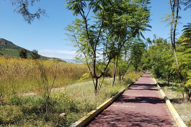 Bike Ride to the Largest Tree in the World - The Sum Up