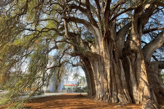Bike tour to the Tule Tree and the Gastronomic Market - The Itinerary: A Closer Look