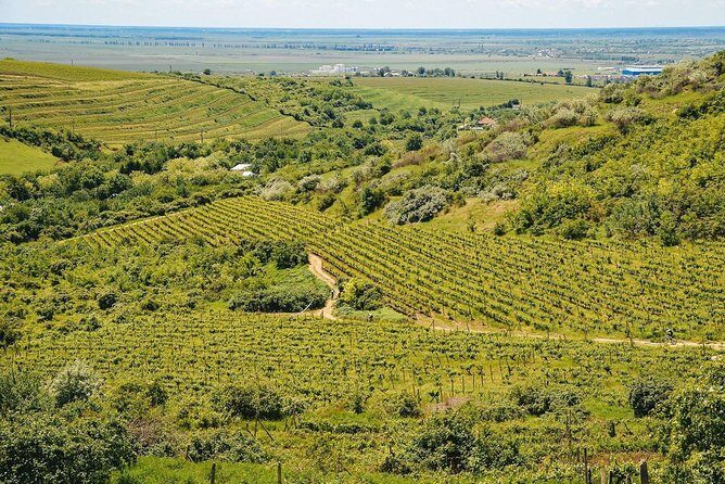 Bike & Wine tour in Dealu Mare wineland - An In-Depth Look at the Dealu Mare Bike & Wine Tour