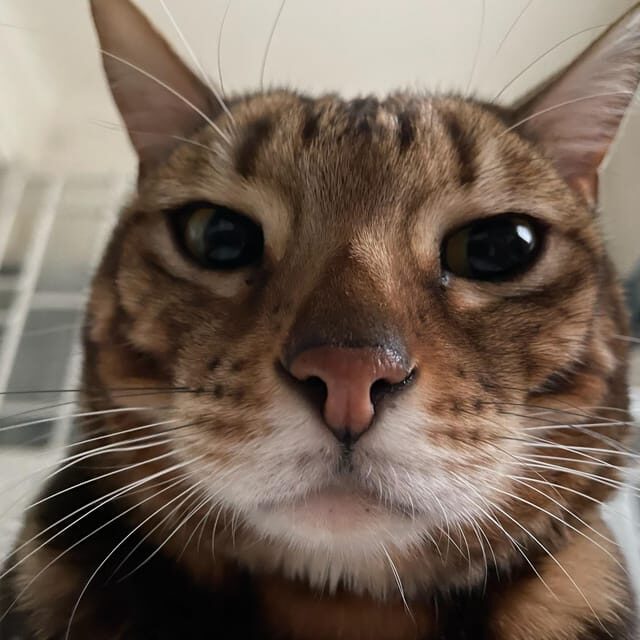 Bilbao: 1 Hour Entry Ticket to a Cat Café - Authentic Insights from Reviewers