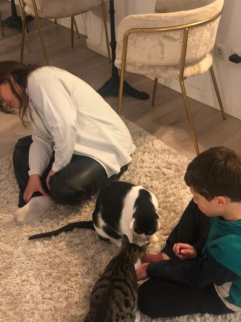 Bilbao: 1 Hour Entry Ticket to a Cat Café - Why Its Worth Considering