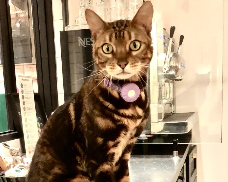 Bilbao: 1 Hour Entry Ticket to a Cat Café - The Sum Up