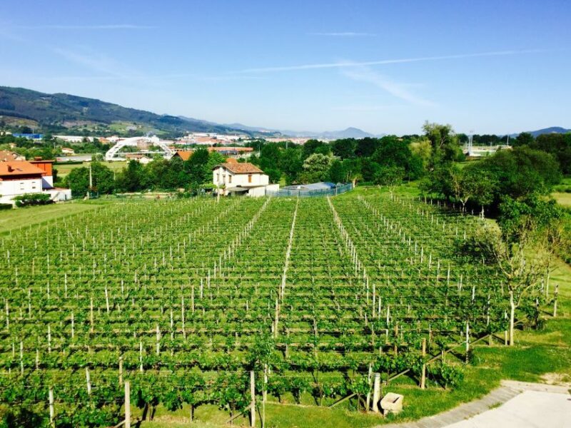 Bilbao: Guided Txacoli Wine Tasting - A Detailed Look at the Tour Experience