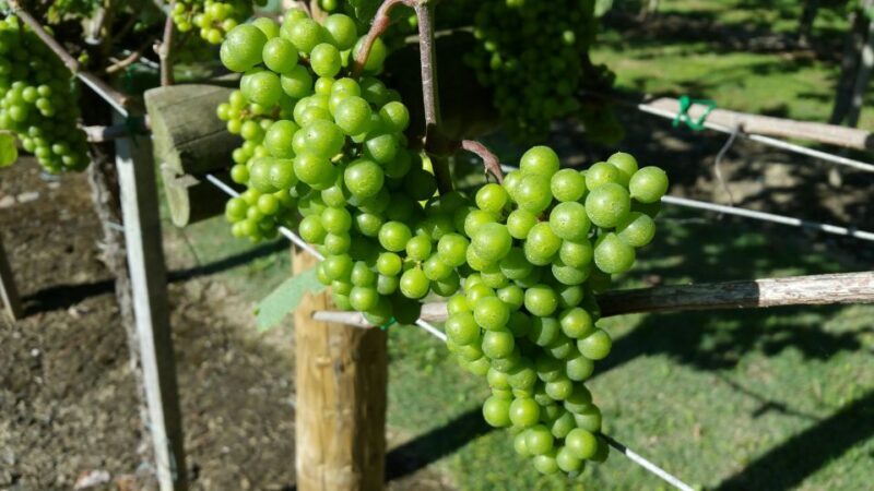 Bilbao: Guided Txacoli Wine Tasting - Practical Details & Tips