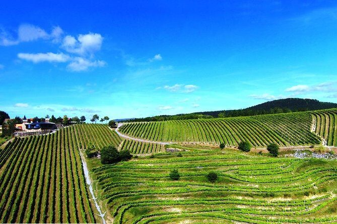 Bilbao Txakoli Wine Tour - FAQs