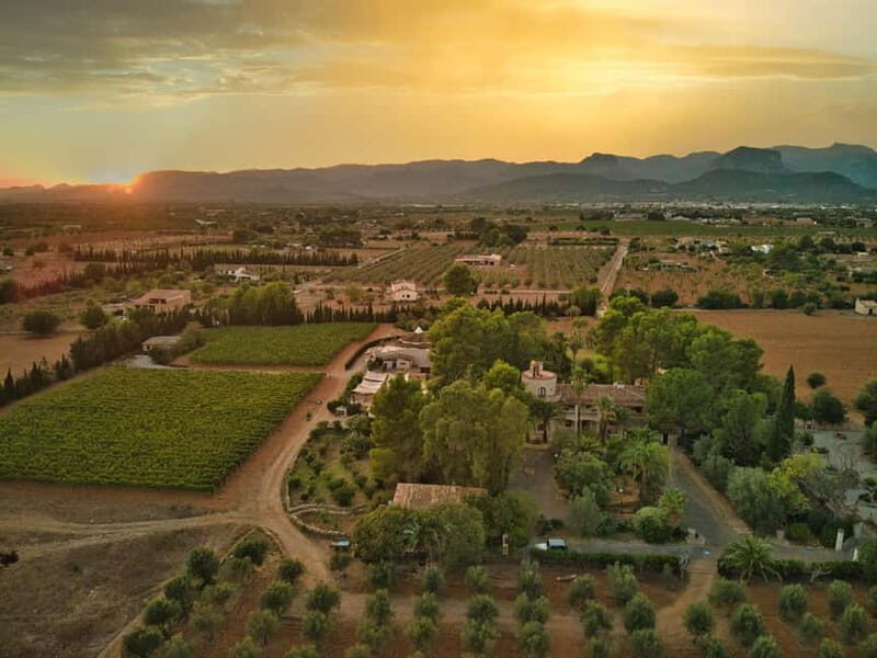 Binissalem: Individual vineyard tour and wine tasting in German - An In-Depth Look at the Binissalem Vineyard Tour and Tasting