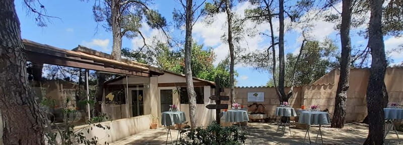 Binissalem: Individual vineyard tour and wine tasting in German - The Sum Up: The Perfect Blend of Authenticity and Enjoyment