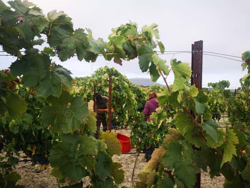 Binissalem: Individual vineyard tour and wine tasting in German - FAQs