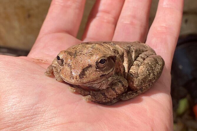 Biologist led Jungle Hike in Sayulita: Explore Natikari Reserve - A Closer Look at the Jungle Hike in Sayulita