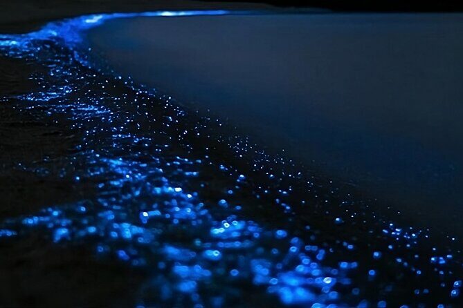 Bioluminescence Kayak Tour - Est. 1994 - Key Points