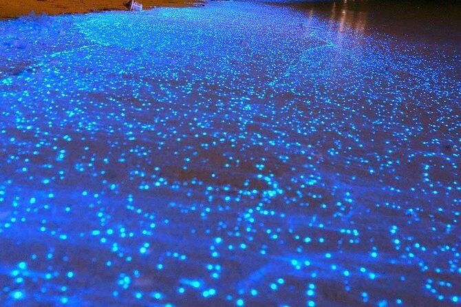 Bioluminescent Night Tour - What to Expect from the Bioluminescent Night Tour