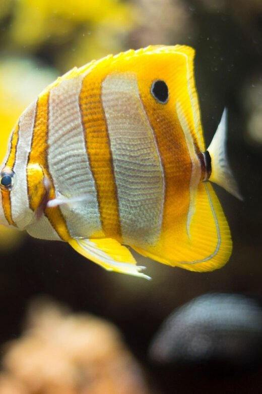 Bioparc Aquarium of Gijon Entry Ticket - Key Points