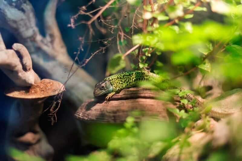 Bioparc Aquarium of Gijon Entry Ticket - Who Will Love This Experience?