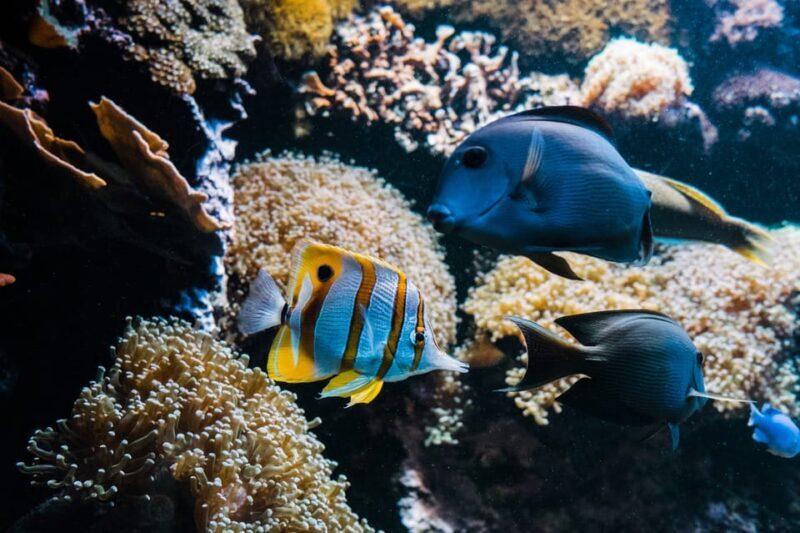 Bioparc Aquarium of Gijon Entry Ticket - FAQ