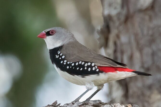 Bird watching and photography around Bathurst, Australia - Key Points