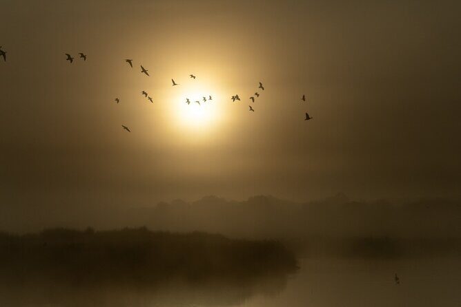Bird watching and photography around Bathurst, Australia - Why Choose This Tour?