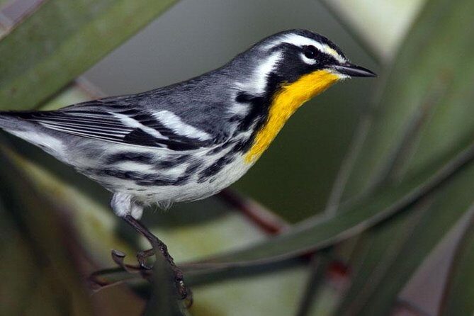 Bird watching ecofriendly tour from Cancun & Riviera Maya - An In-Depth Look at the Bird-Watching Tour  