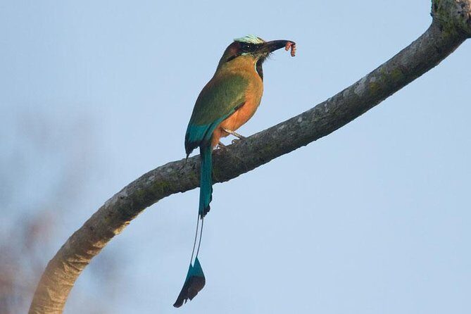 Bird watching ecofriendly tour from Cancun & Riviera Maya - FAQ  