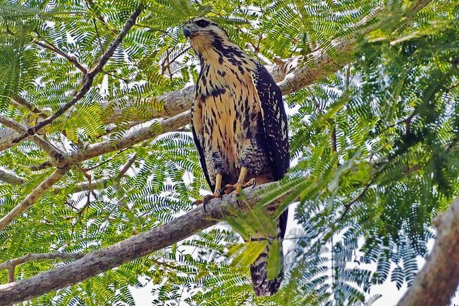Bird watching in La Mancha - Key Points