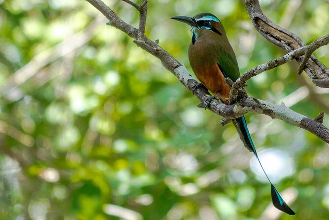 Bird Watching in Sian Ka´an Muyil - Why This Tour Stands Out