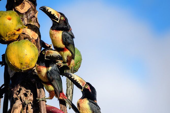 Bird Watching in Sian Ka´an Muyil - Who Should Consider This Tour?