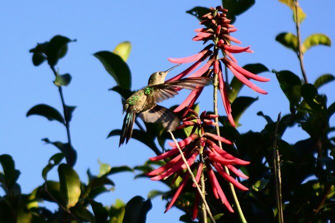 Bird Watching in Sian Ka´an Muyil - FAQ
