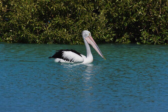 Bird Watching Kayak Tour - An In-Depth Look at the Bird Watching Kayak Tour