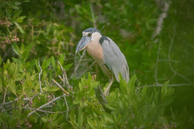 Bird Watching Mazatlán - Birding Tour - Final Thoughts