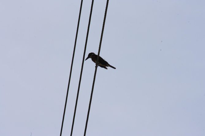 Bird Watching Tour Huatulco HT - Value and Practical Considerations