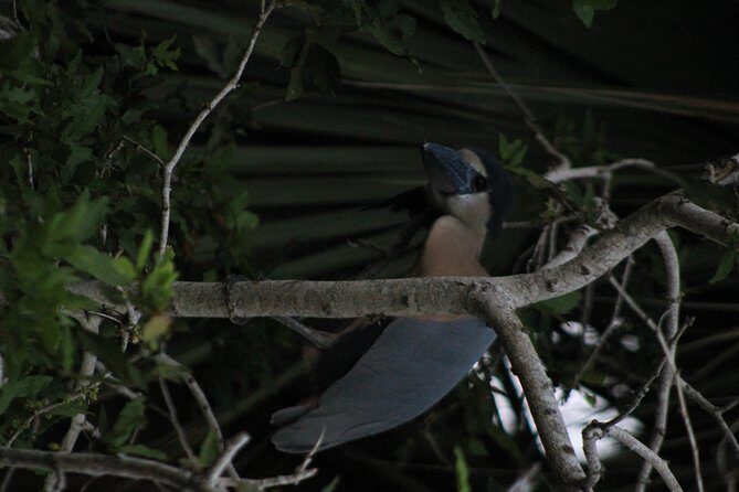 Bird Watching Tour Huatulco HT - Who Will Love This Tour?
