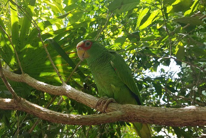 Bird Watching Tour Huatulco HT - Final Thoughts: Is It Worth It?