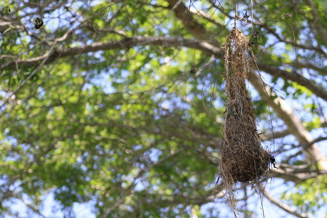 Bird Watching Tour Huatulco HT - Frequently Asked Questions