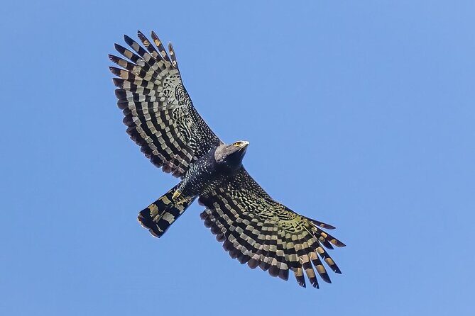 Birding for beginners - Who Would Enjoy This Tour?
