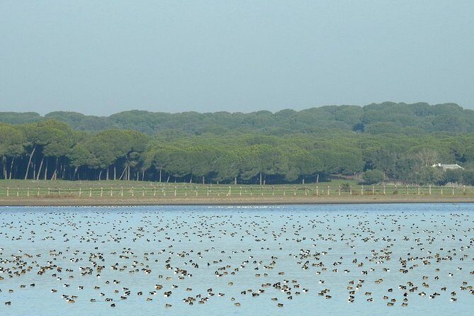 Birding & Photography Day Trip to Doñana from Seville - Exploring the Itinerary in Detail