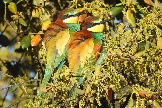 Birding & Photography Day Trip to Doñana from Seville - Pricing and Value