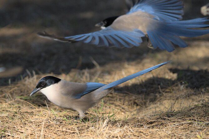 Birding & Photography Day Trip to Doñana from Seville - Who Is This Tour Best For?