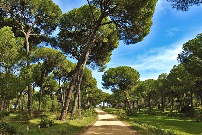 Birding & Photography Day Trip to Doñana from Seville - FAQ