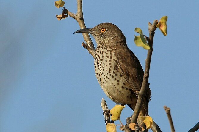 Birding San Jose Estuary Los Cabos Mexico - Final Words