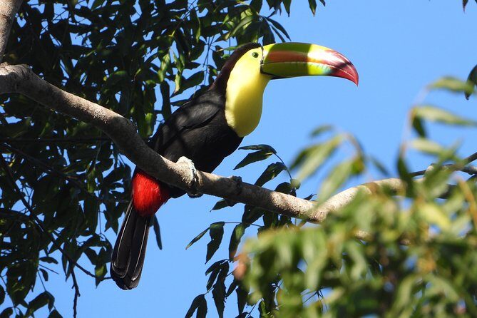 Birds of the Mayan World 1 - Why This Tour Is Best For