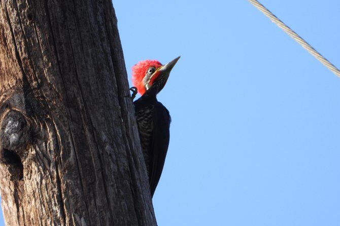Birds of the Mayan World 2 / Route of the cenotes - Who Will Love This Tour?