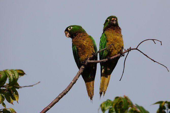 Birds of the Mayan World 3 - Is This Tour Worth the Price?